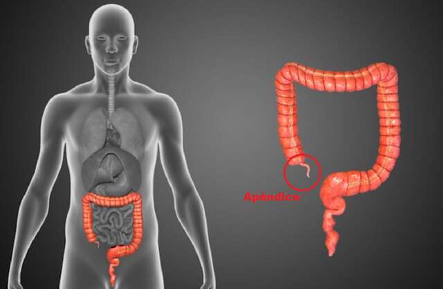 Apêndice só serve para dar apendicite? - Ciência - Trends BR