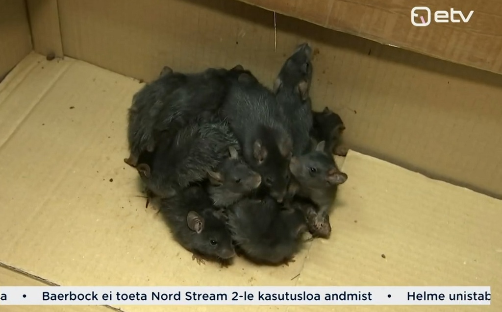 Pela primeira vez no século, fenômeno “rei dos ratos” é registrado no ...