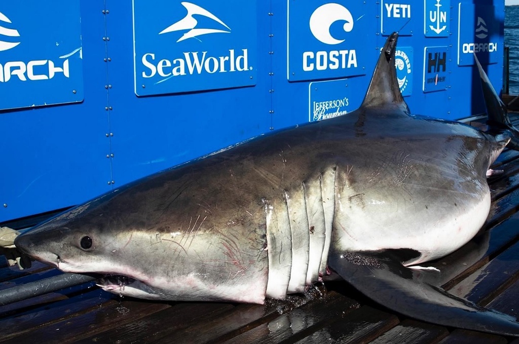 Tubarão-branco "trola" cientistas e "desenha" autorretrato com ...
