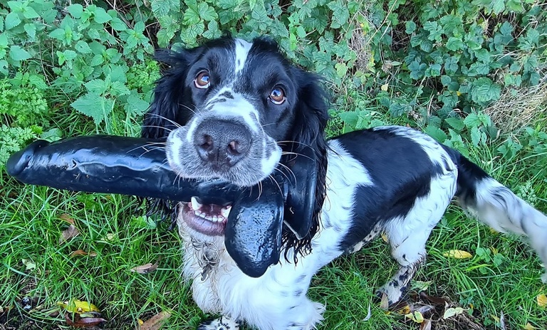 No Reino Unido, cachorro surpreende passeadora ao aparecer com enorme consolo na boca ...