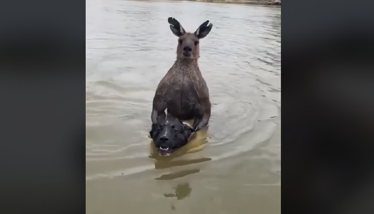 BIZARRO: canguru é gravado afogando cachorro na Austrália e vídeo ...